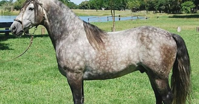 Cavalos | Cheval ~ Enciclopédia Global™