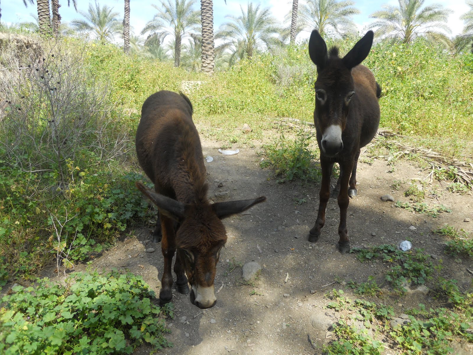 Yafeh Israel