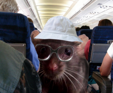 Rat On A Plane: Air India Makes Emergency Landing After A Rat Was ...
