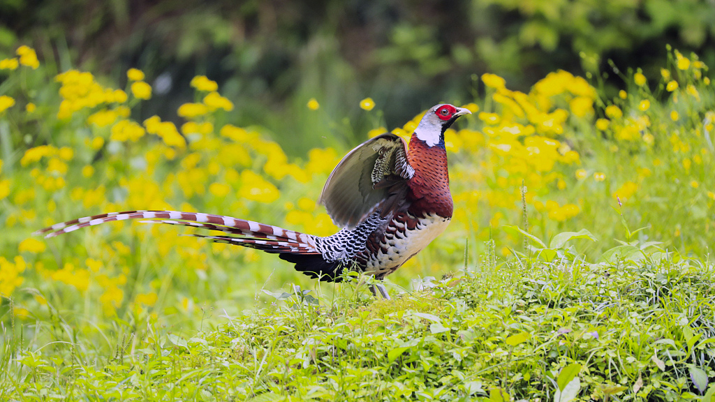 JUAL ELLIOT PHEASANT JENIS PHEASANT ASAL CHINA YANG INDAH DAN EKSOTIS ...