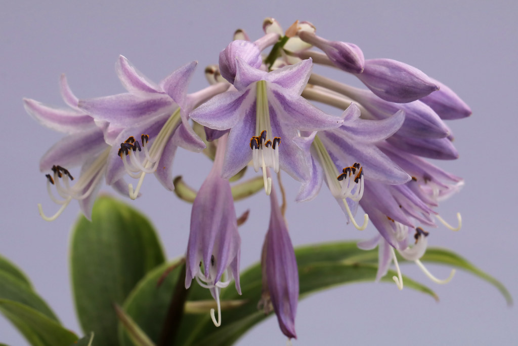 Hosta longipes - Rock Hosta care and culture | Travaldo's blog