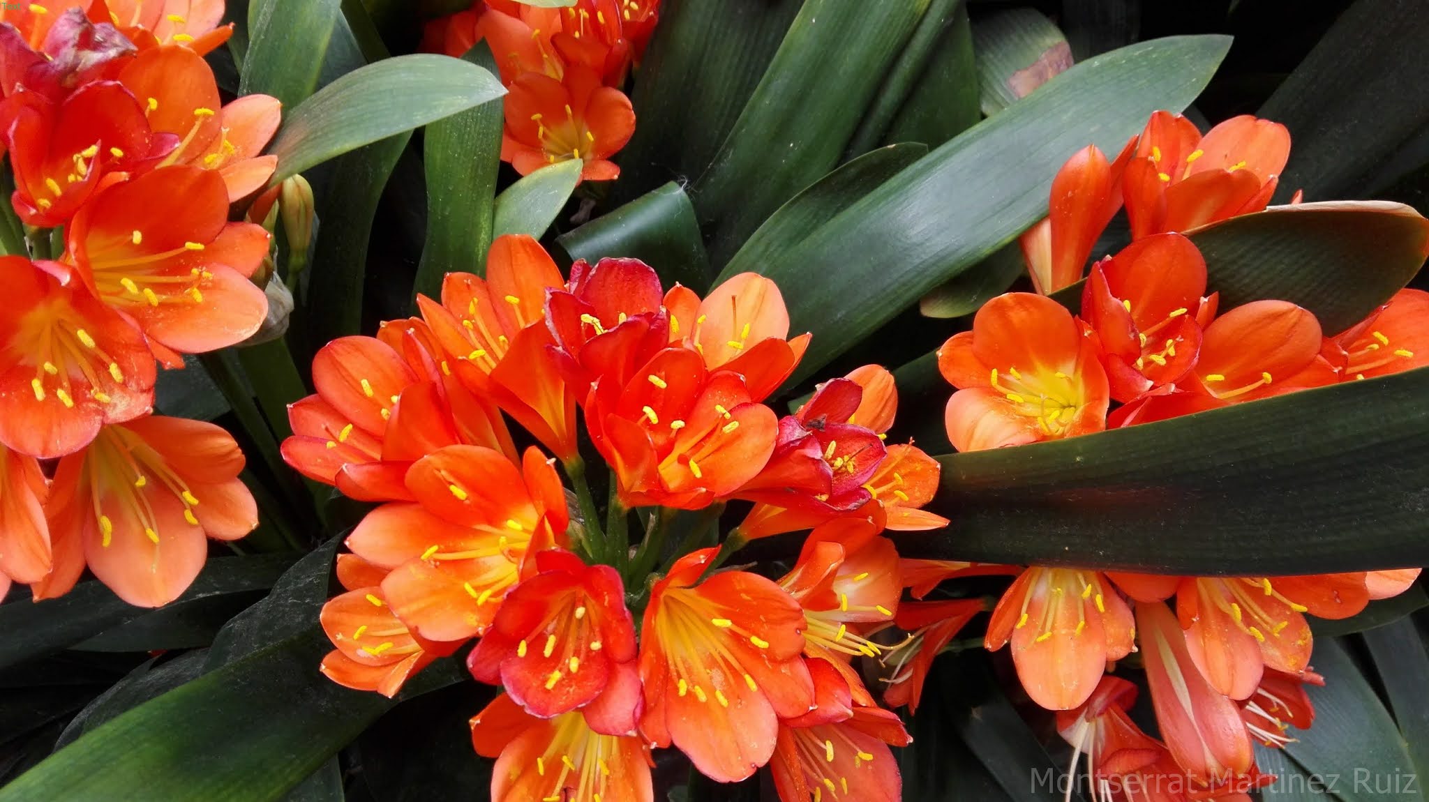 CLIVIA MINIATA - BOTÀNIC SERRAT
