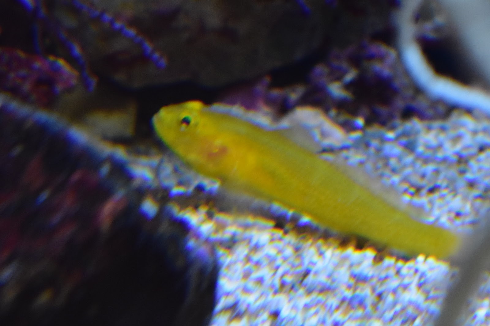 ZOOTOGRAFIANDO (6.100 ANIMALS): GOBIO DORADO / GOLDEN GOBY (Gobius auratus)