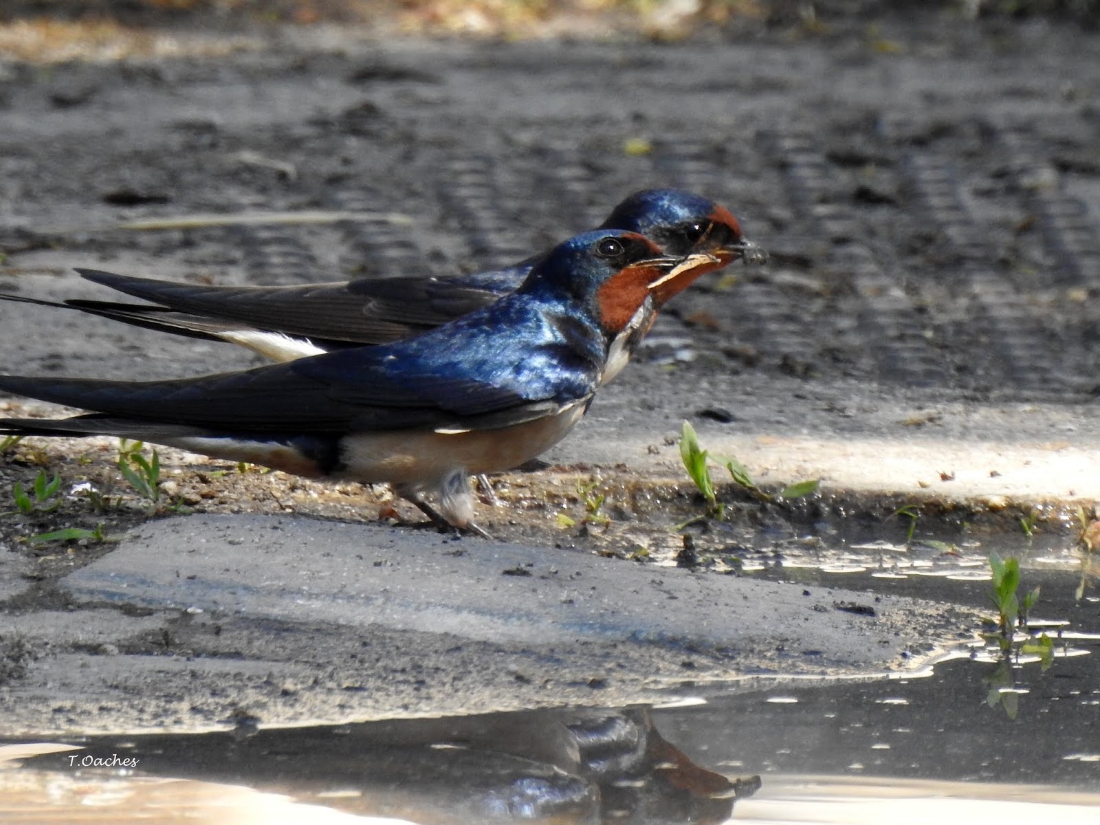 PASARI DIN ROMANIA: RANDUNICA, Hirundo rustica