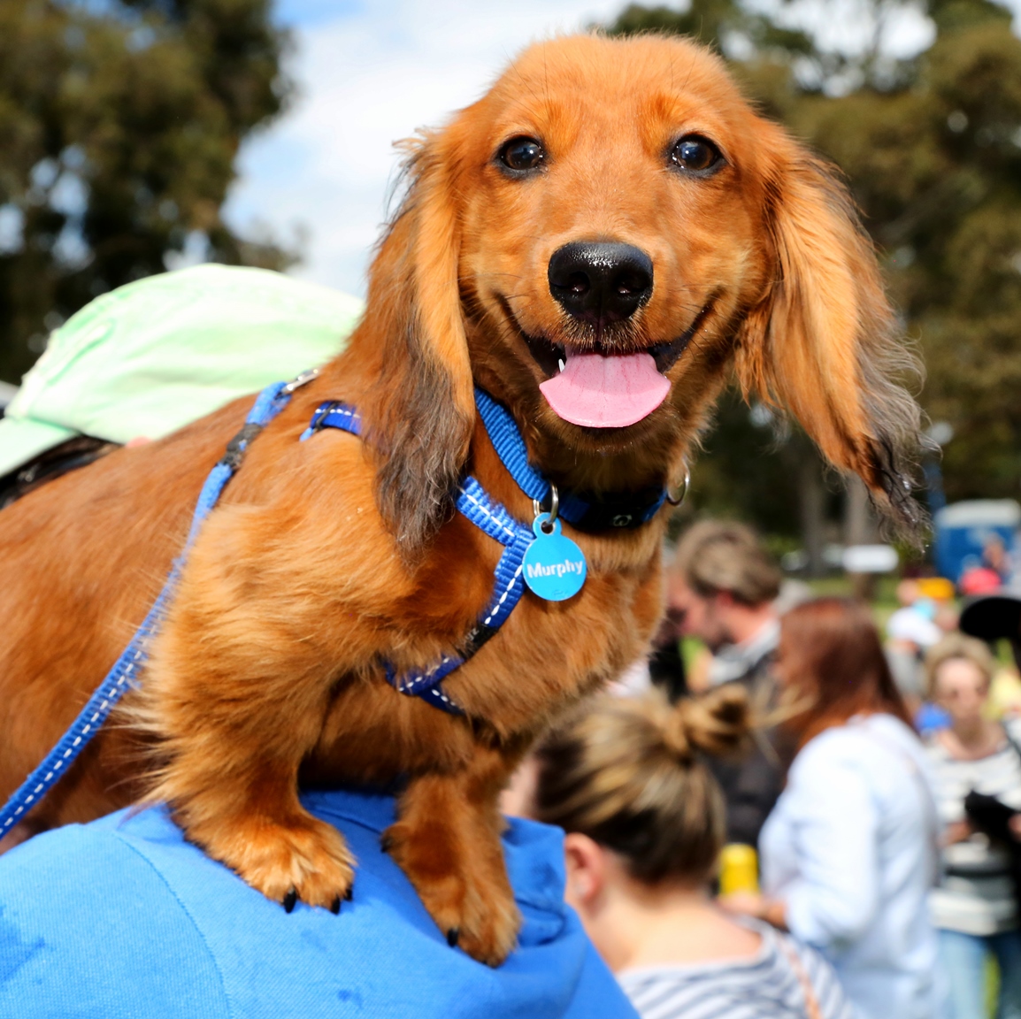 Frankston Pets Day Out 2018 - October 14 | Australian Dog Lover
