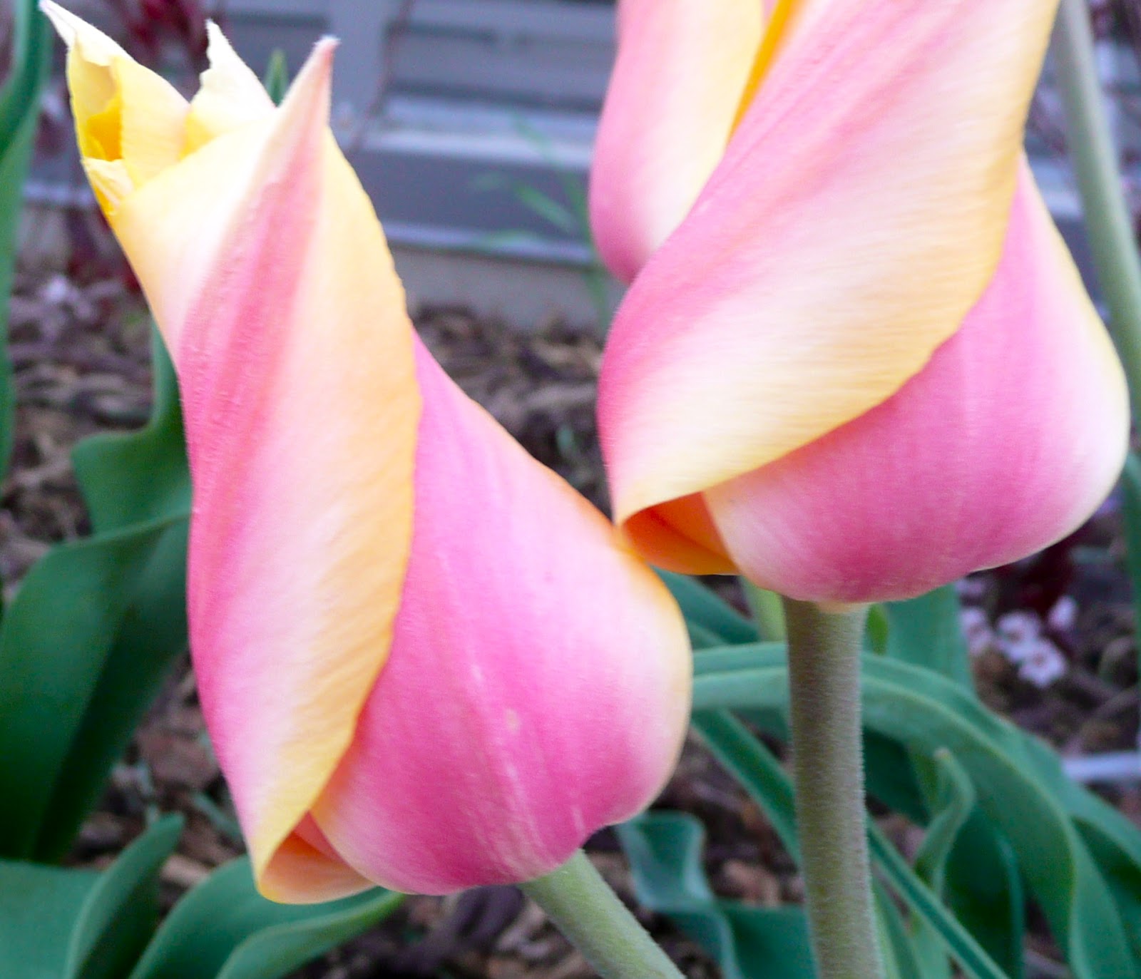 The Beautiful Project: Macrophotography of Spring Flowers, Calgary