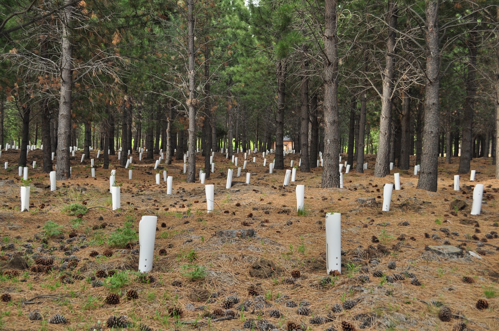 Patagonia Andina Forestal: II Jornada a campo: Plantaciones de especies ...