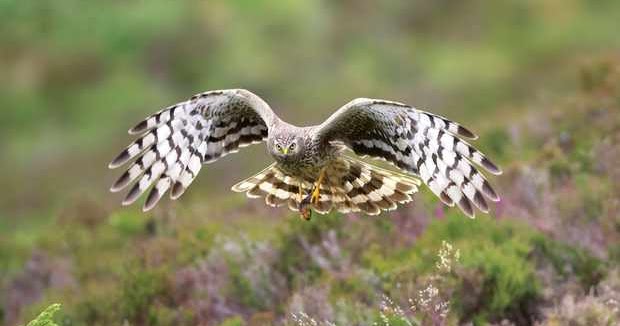 We Bird North Wales: Return of The Bruce! RSPB Investigation in Bangor ...