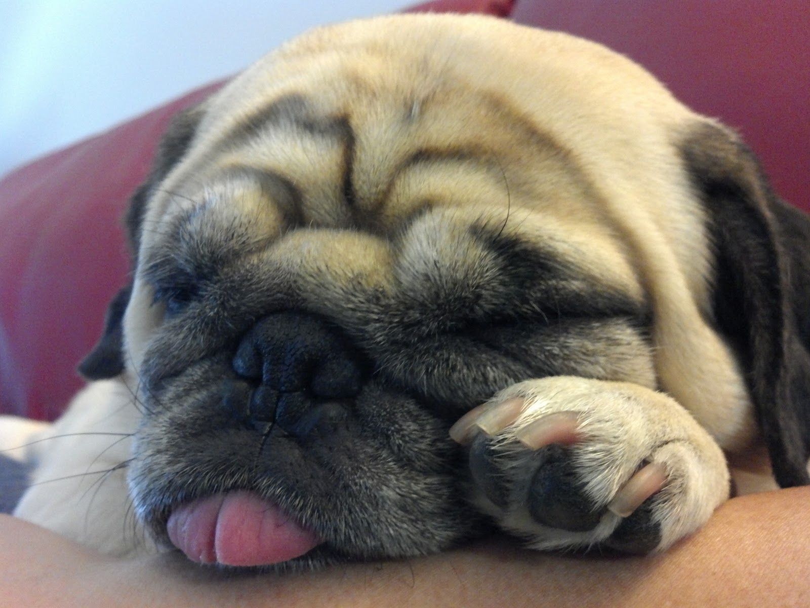 Lil Smug Pug: Internet Madness, Pug Photos, and New Harness - Yippee!