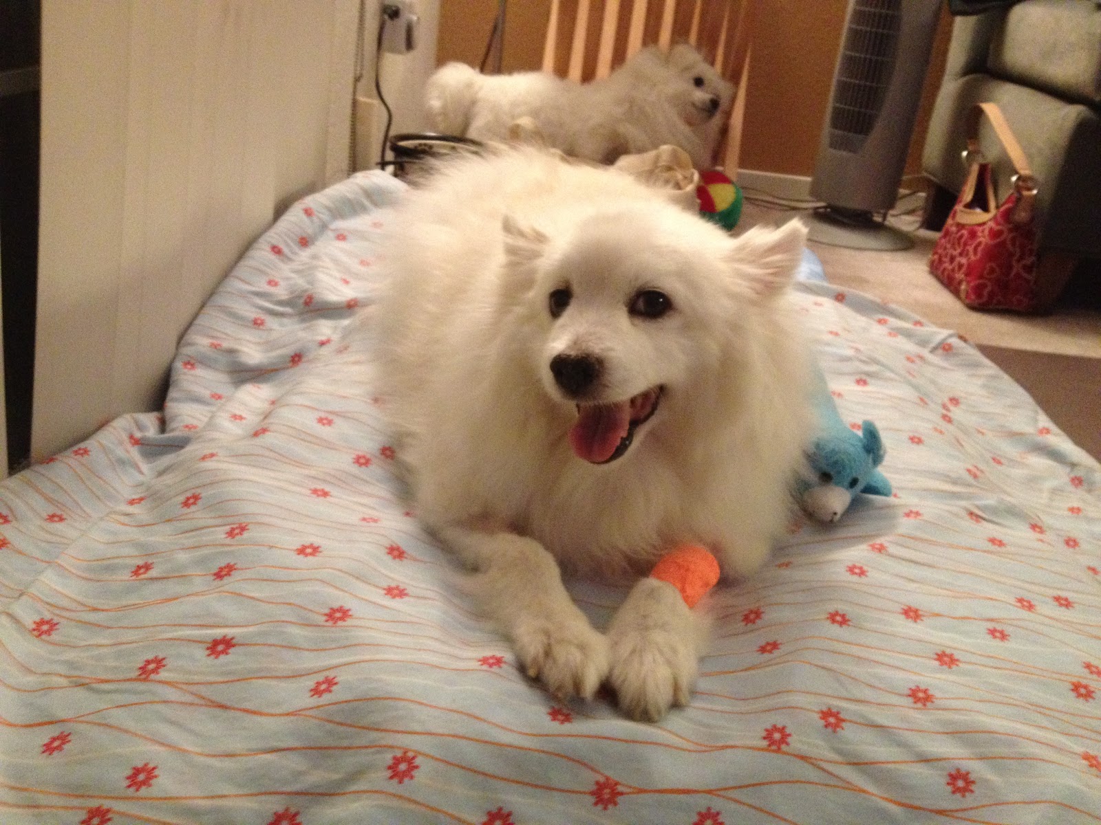 Casper D Dog - Hi! My name is Casper. I am a mini American Eskimo Dog ...