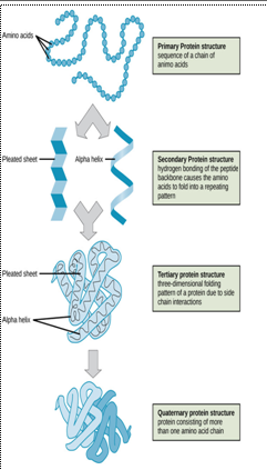[Kimia Organik3#8] Konsep Teoritis Biomolekul Protein