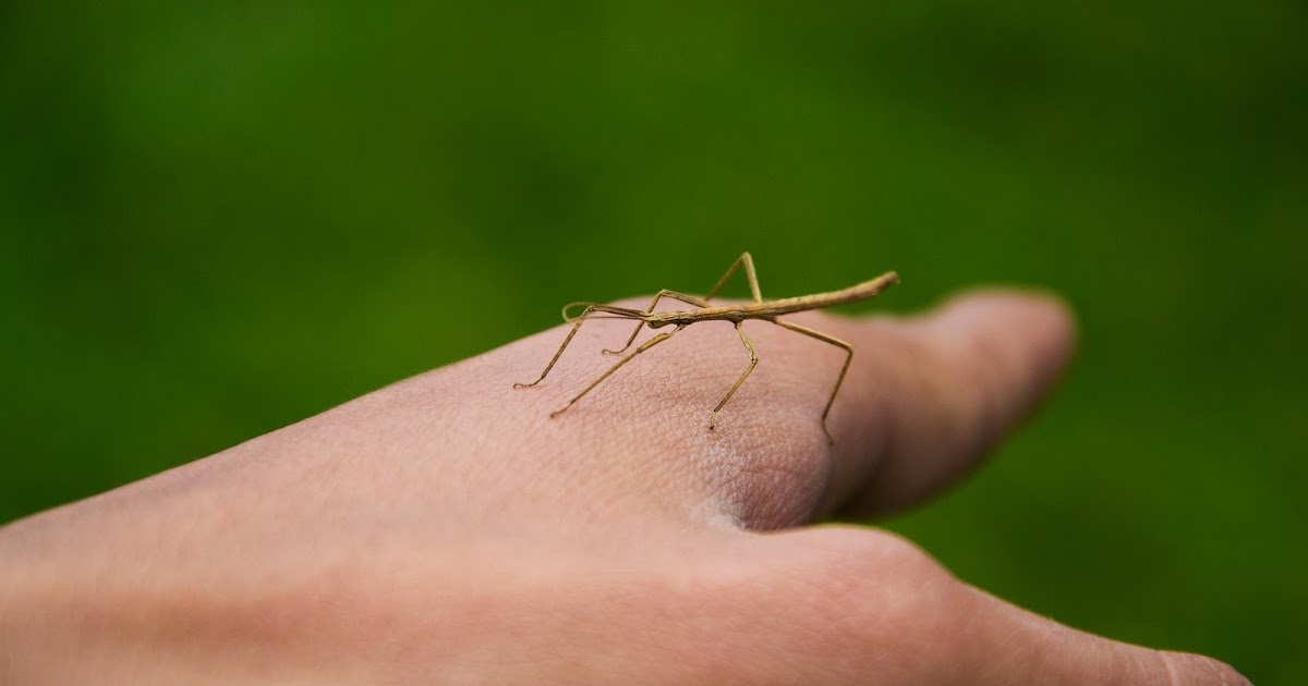 Insectos: PHASMIDA O FÁSMIDOS