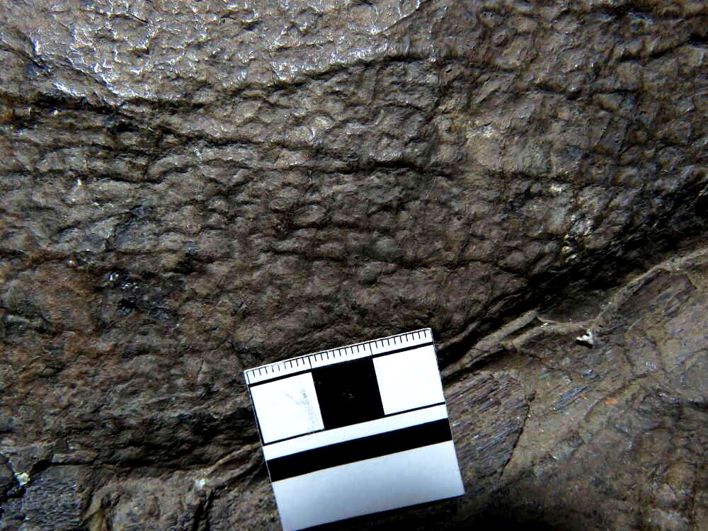 Carnotaurus Had Scaly Skin with No Feathers, Paleontologists Say