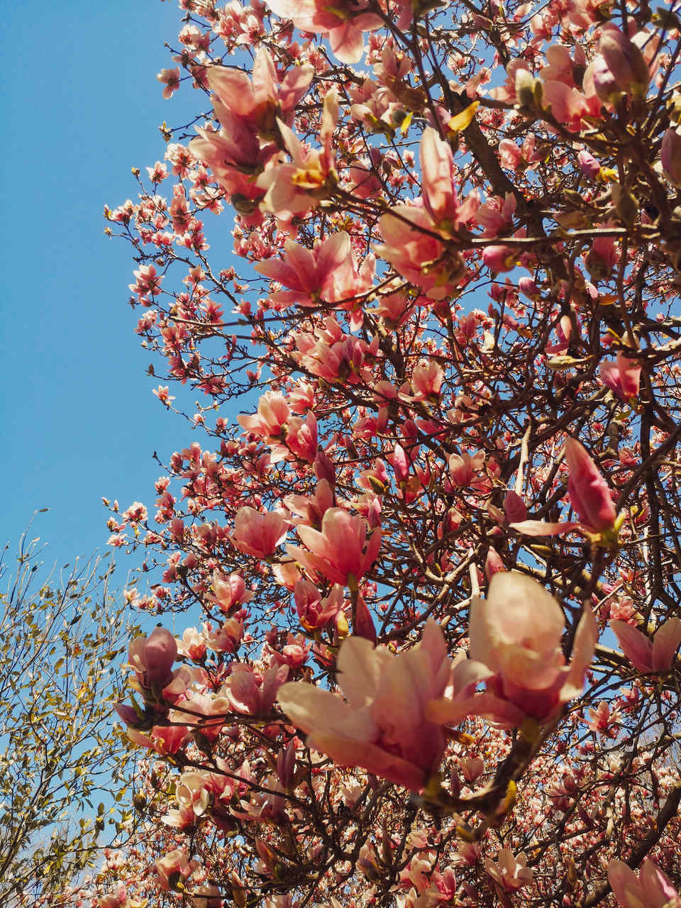 A magia da Primavera em Columbus