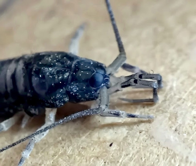 Caminantes del Desierto: LOS ARCHAEOGNATHA