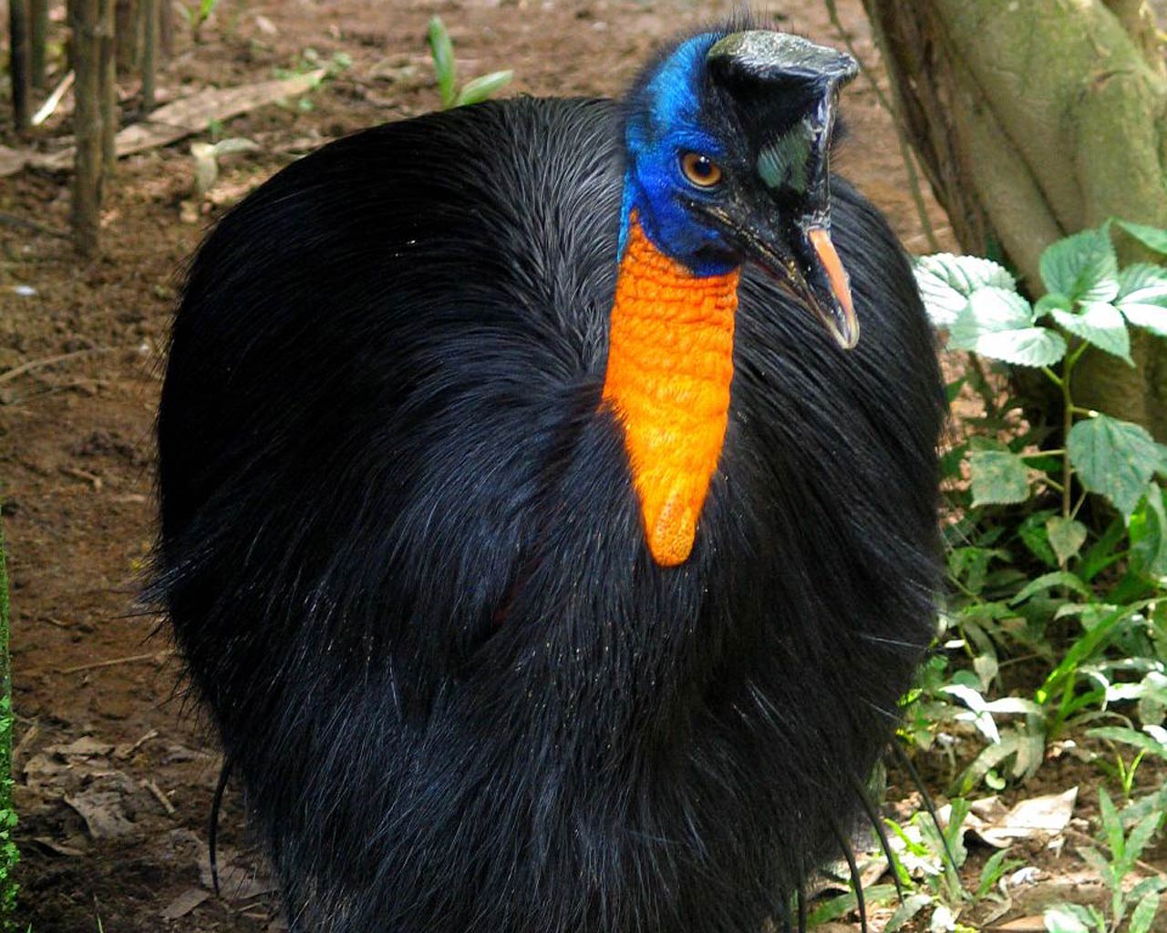 CASSOWARY photos - wallpapers (ανανεωμένο) | the fun bank