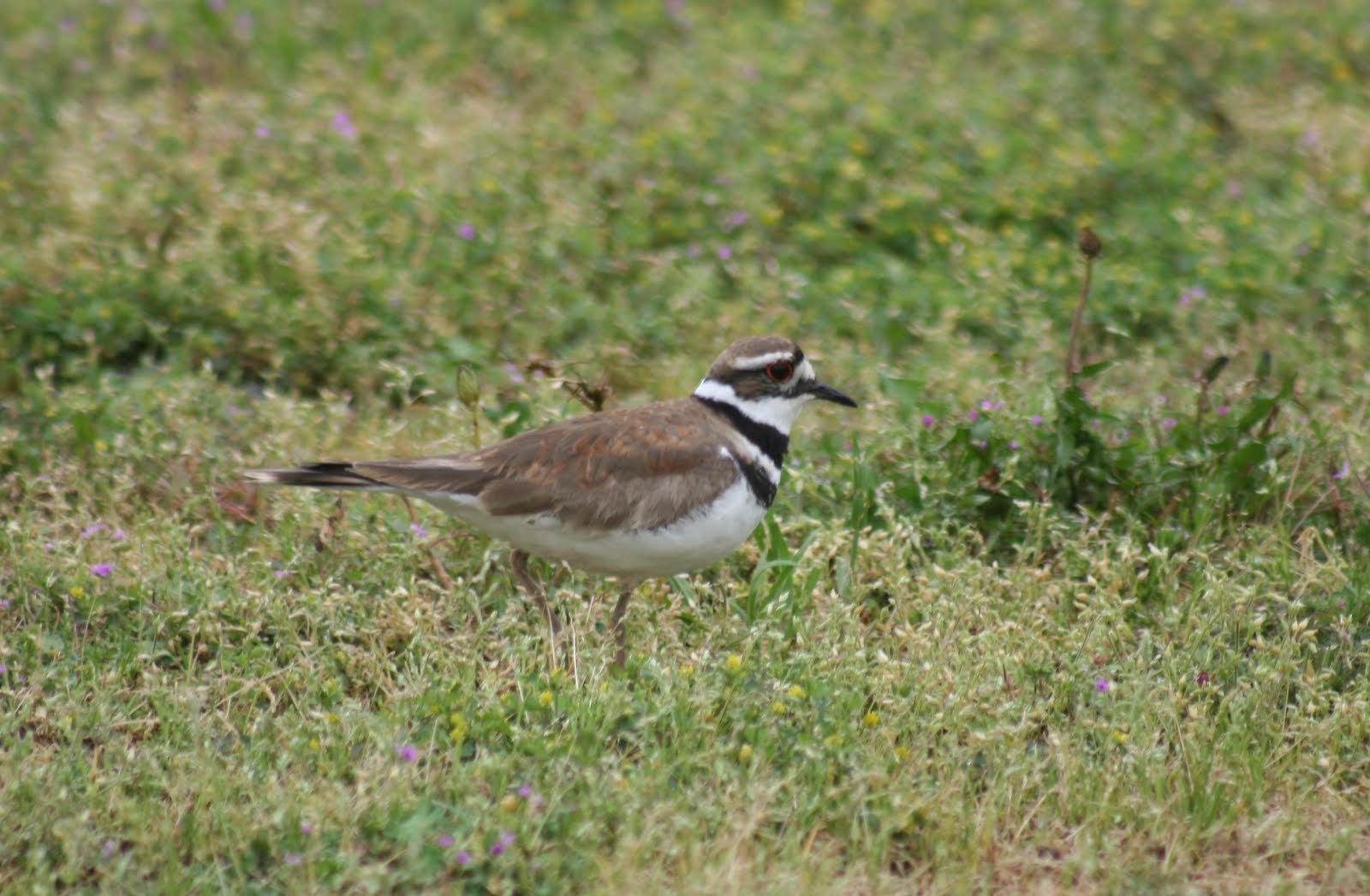 On the Wing: Fall Bird Migration Is Underway! A Day at Bethel Beach