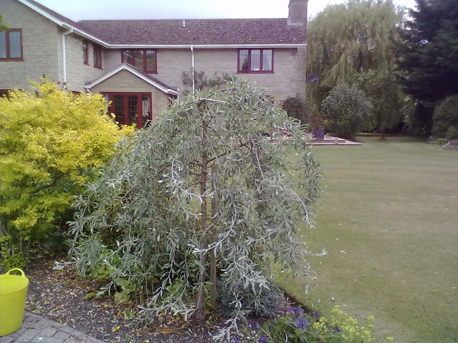 Rachel the Gardener: Is it possible to clone a Weeping Pear tree, for ...
