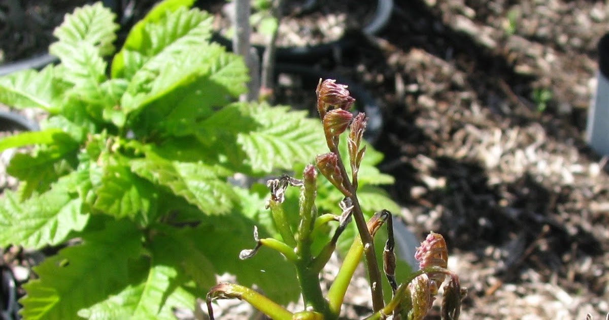 CO-Horts: April Frost brings May concerns