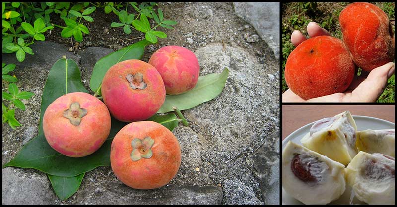 Mabolo: Ignore The Smell And Enjoy The Benefits | Dr Farrah MD