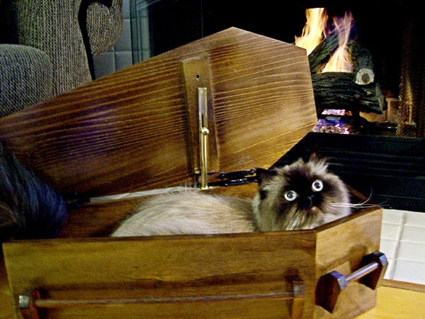 Catsparella: Morbidly Adorable: Coffin Shaped Cat Beds