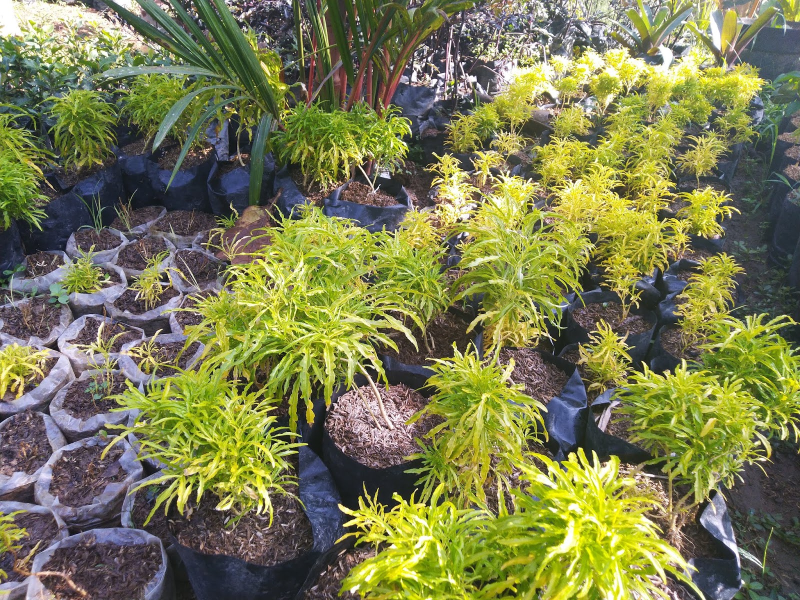 JUAL TANAMAN HIAS SABRINA ~ SINOX NURSERY