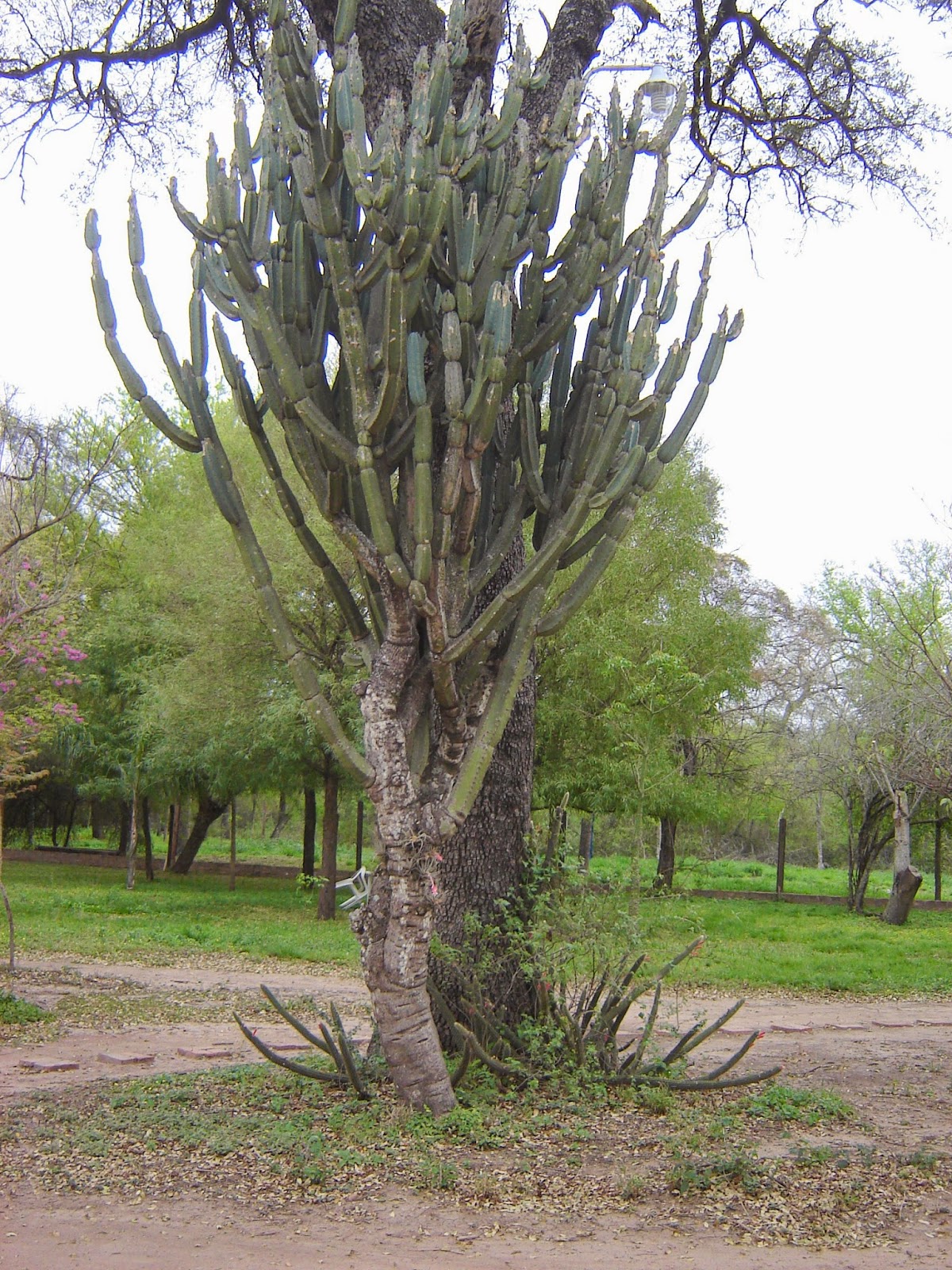 tutuna mituna: Cereus / Ucle / Tuna candelabro