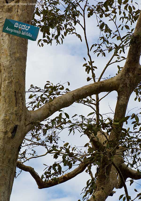 Journey of Joy: North Karnataka - Dandeli