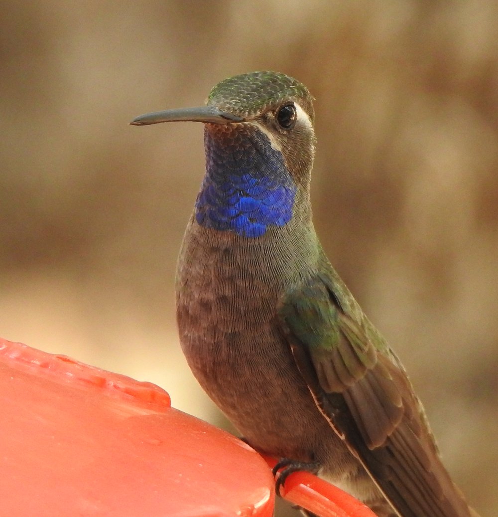 Kittling: Books: Relaxing in Ramsey Canyon, Part Five: Hummingbirds