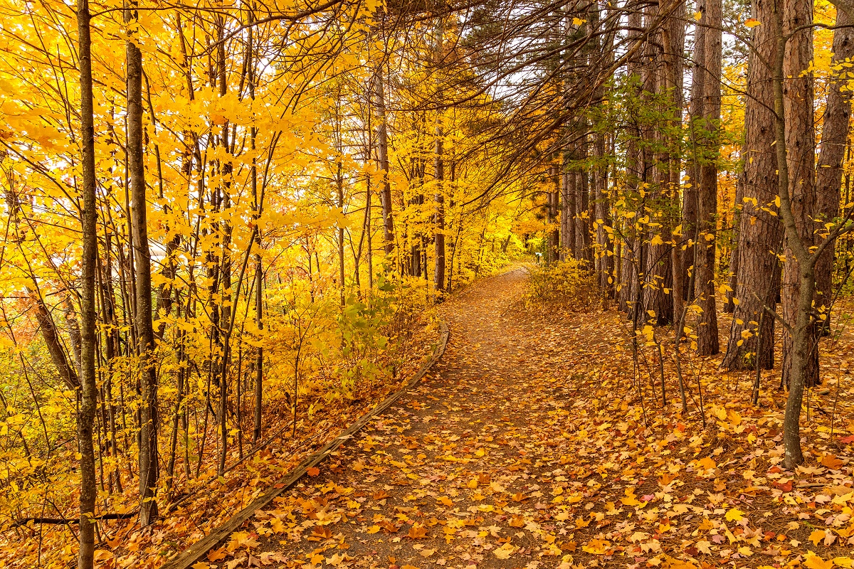 Bitstop: Mer Bleue Bog Trail