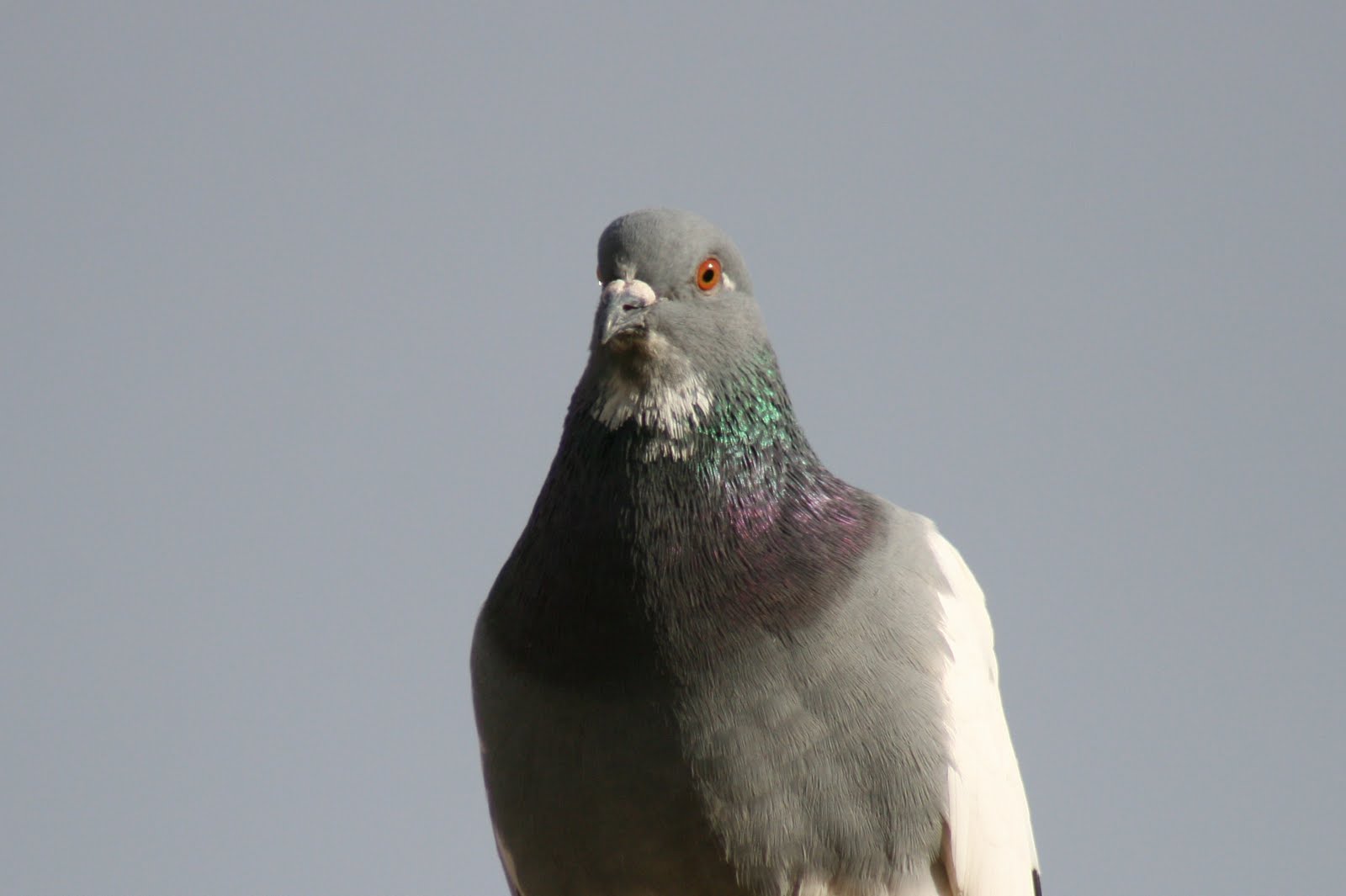 Pajaricos de Murcia: Las palomas urbanas (y 2)