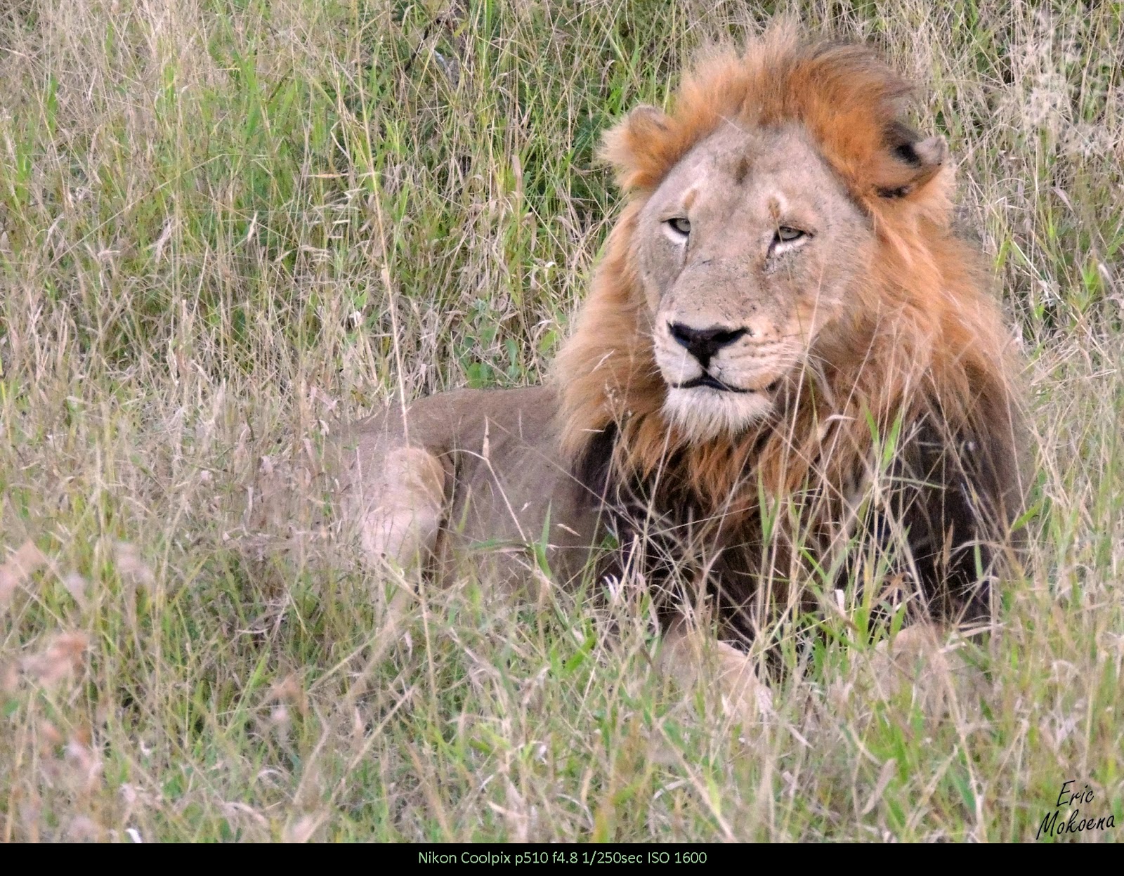 The Matimba coalition