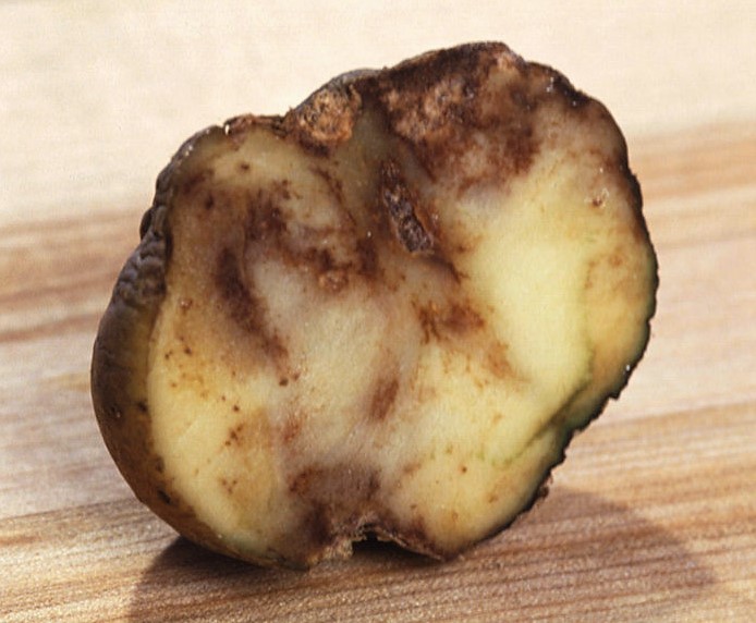 HOW TO RECOGNISE POTATO BLIGHT - Phytophthora infestans |The Garden of ...