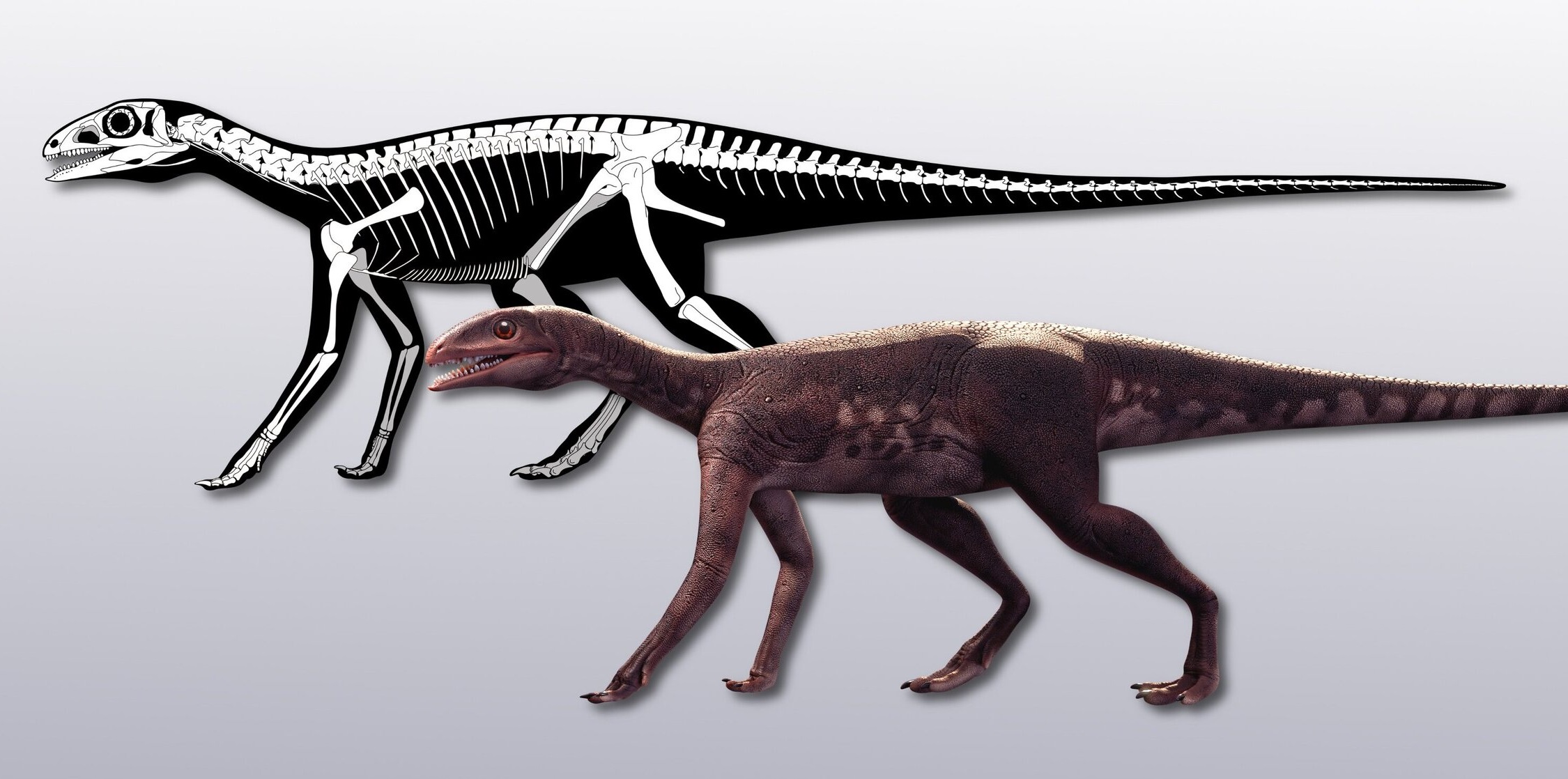 Species New to Science: [Paleontology • 2020] A Paraphyletic ...