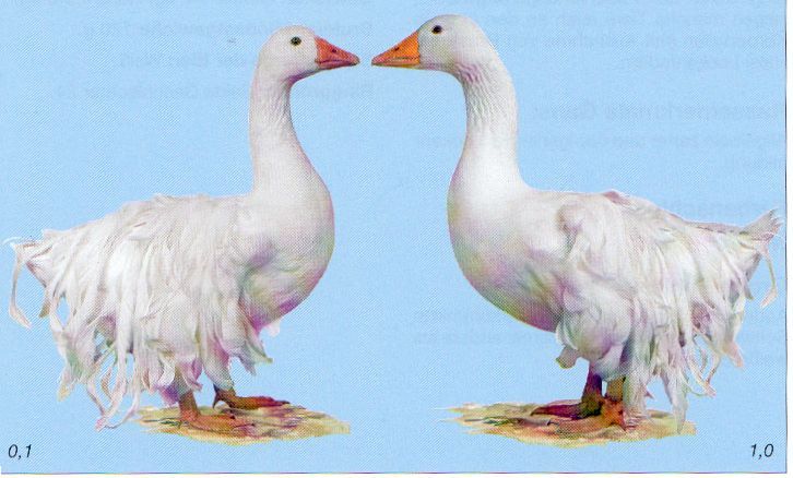 Breed Savers: Sebastopol Geese - The Goose With a Curly "Perm"