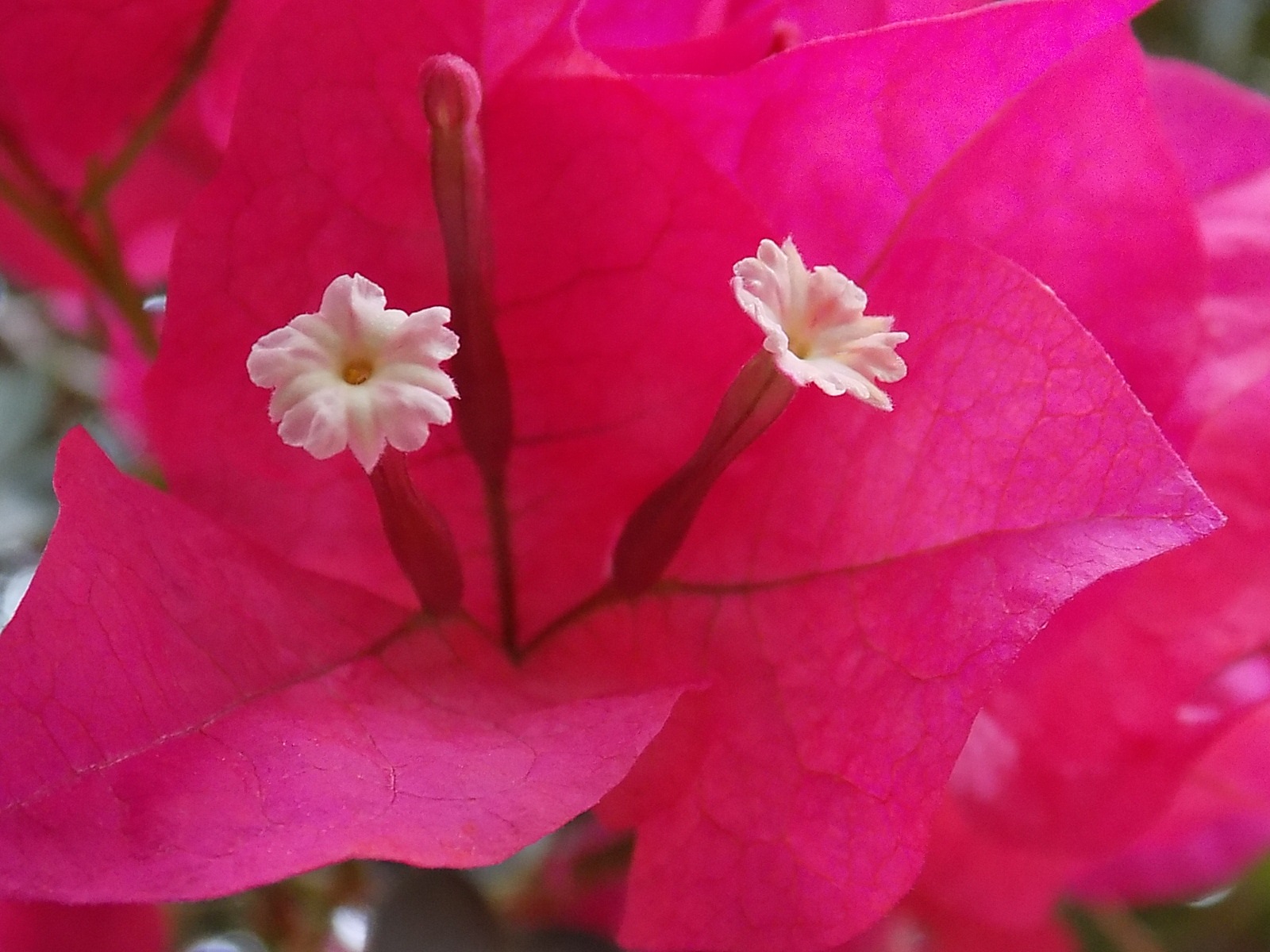 patiamarilla: Más pistilos entre pétalos de color rosa chicle chillón