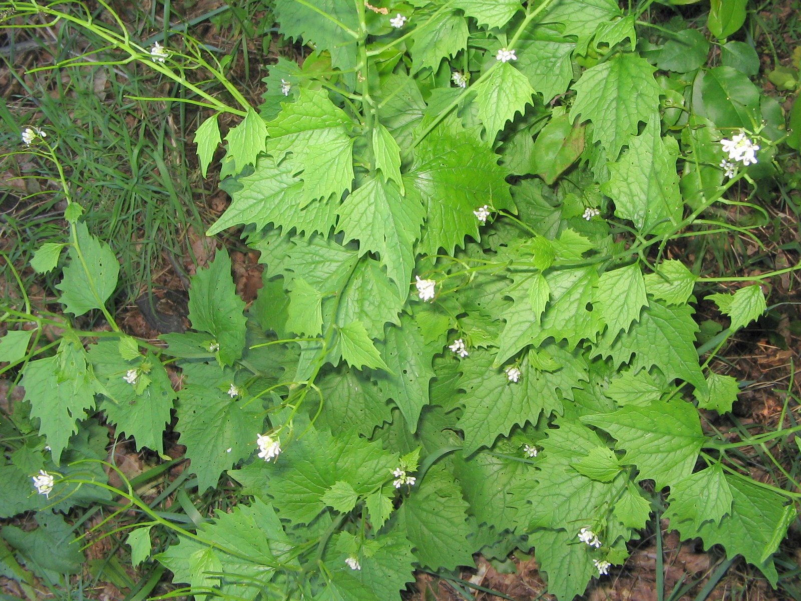 FLORA NEL SALENTO e.. anche altrove: Alliaria petiolata (M. Bieb ...