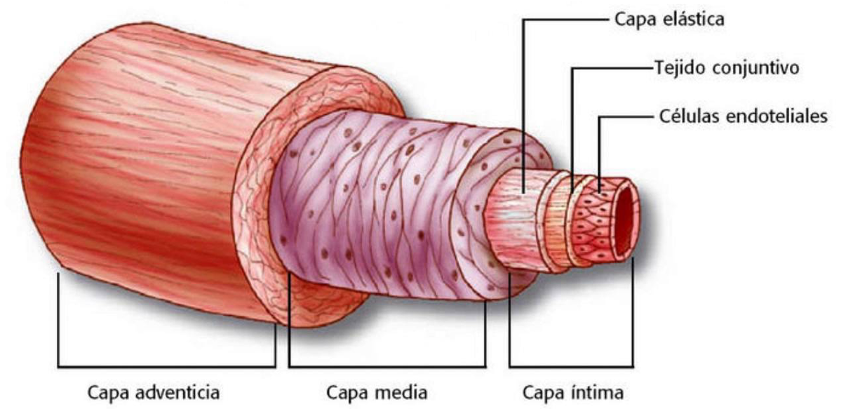 Sepsis al microscopio 1. Cuando se pierde el tono vascular