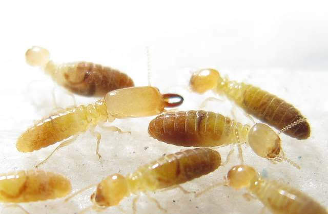 Photos and Info on Ants and Termites of Malaysia: Microcerotermes sp