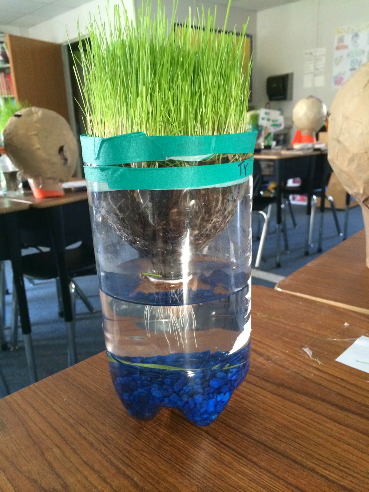 Navigating Third Grade: Wetland Projects