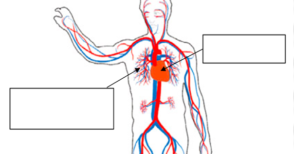 LE SYSTÈME CIRCULATOIRE.