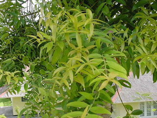 'Tropical Plants': Damar ( Agathis alba )