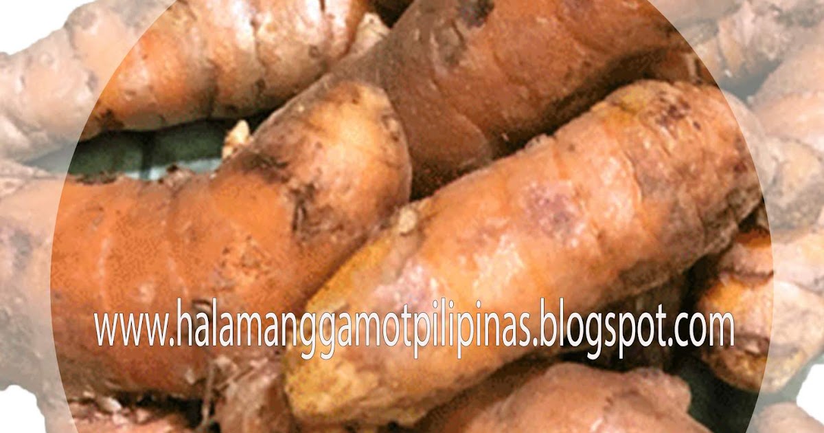 Halamang Gamot (Herbal Medicine): Luyang Dilaw (Turmeric) nakakatulong ...