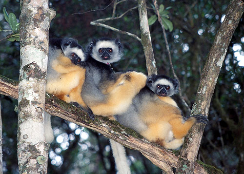 Evolutionary Vertebrate Zoology: May 2012