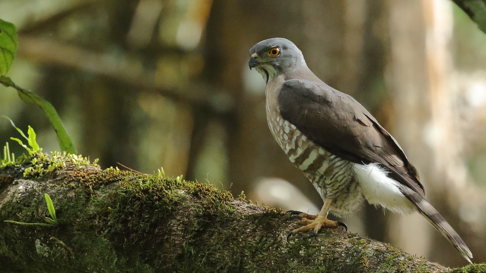 Birding ! Driving ! Soul-searching !: Falcon / Kestrel / Shikra / Hobby ...