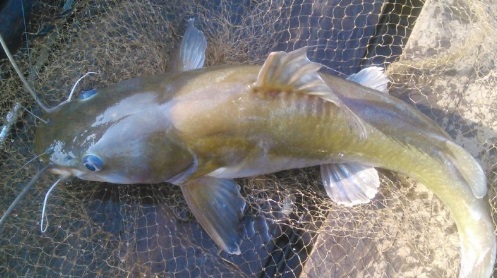 Anim Agro Technology: IKAN BAUNG - APA HEBATNYA