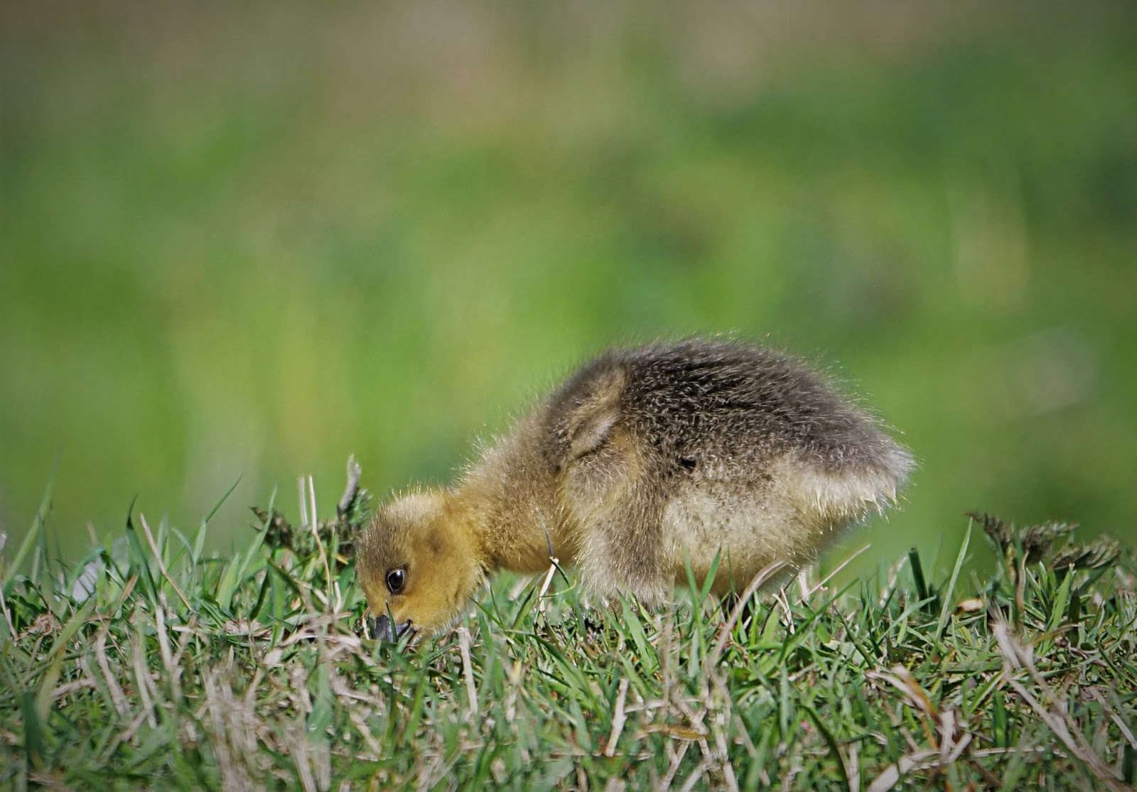 (AWD)....... AMSTERDAMSE WATERLEIDINGDUINEN: Pullen