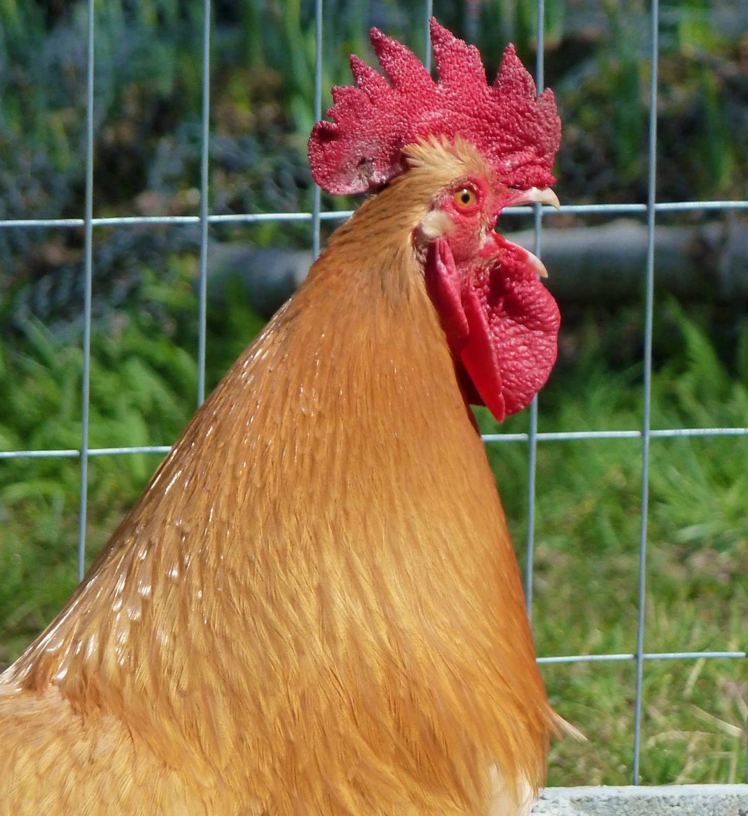 marie z johansen: Chickens & Roosters & More Oh My!