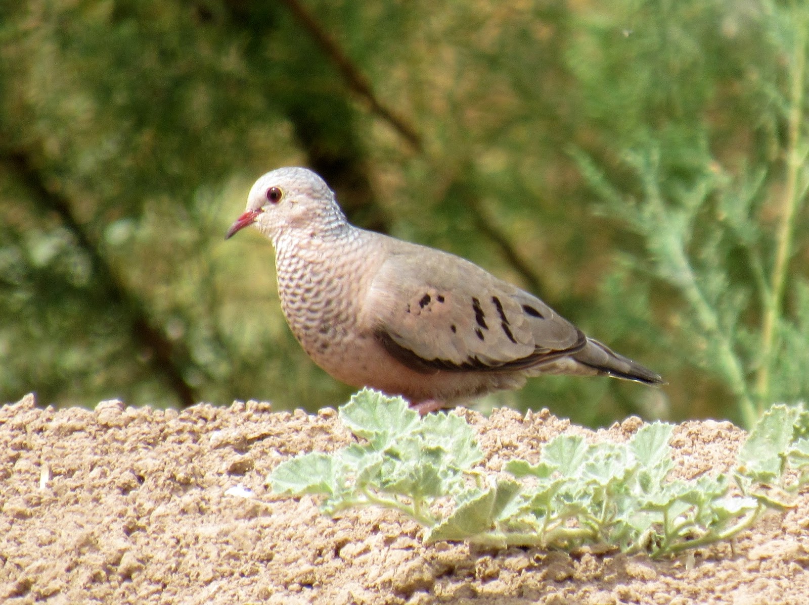 Birds of the Desert: Residents & Spring Migrants