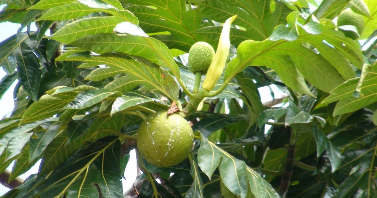 El Ático: Una cuestión de… mapén.